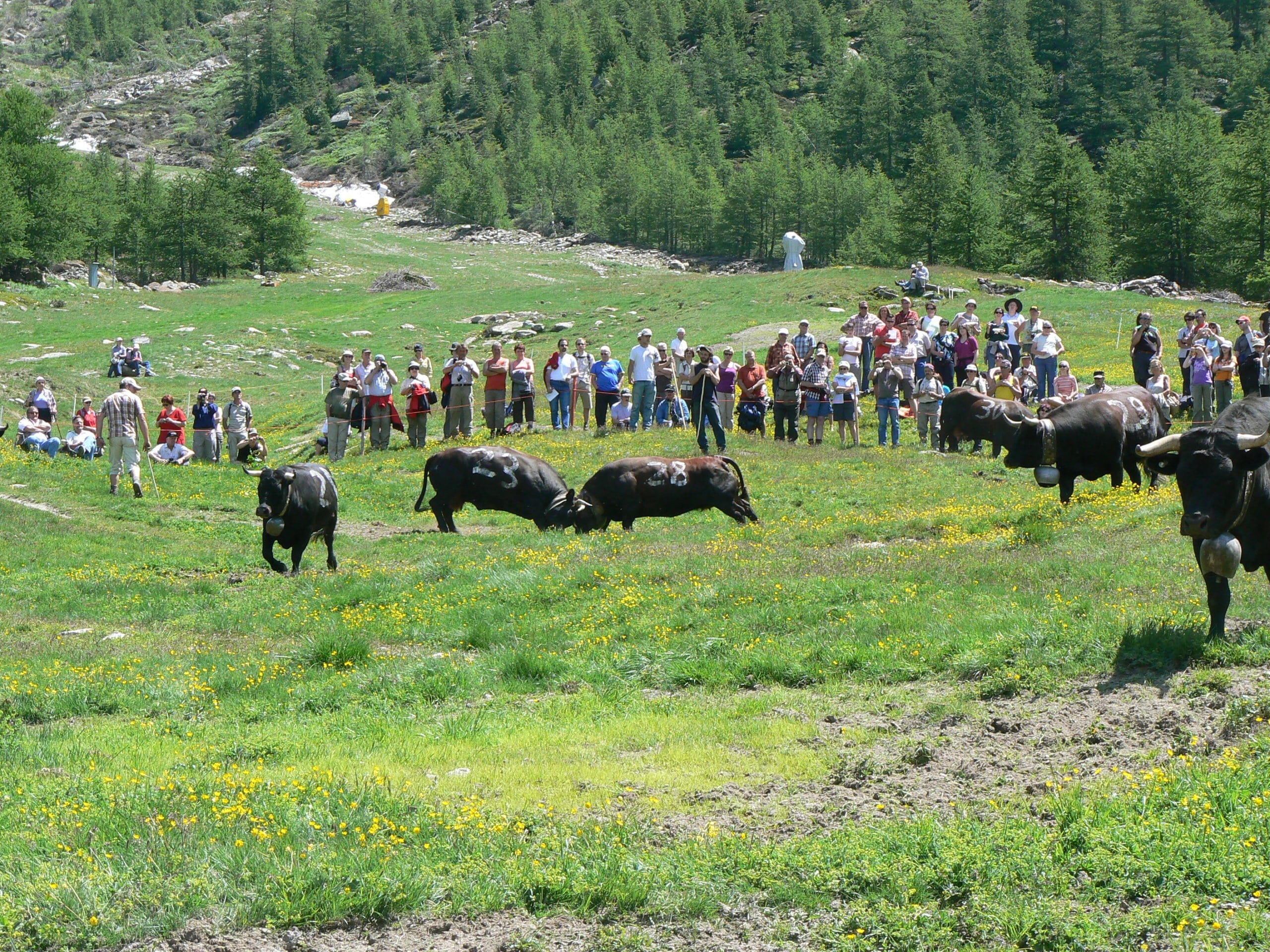 Alpine Herdsman Festivals – Cow Fights | Saas-Fee – Seminar hotels